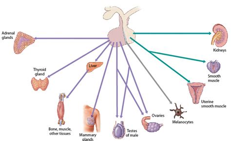 Pituitary Gland Diagram Quizlet