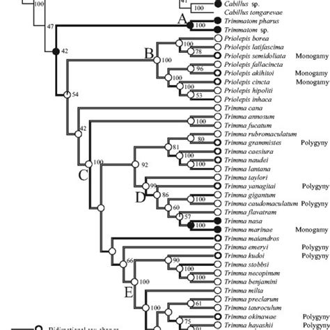 Phylogenetic Tree For The Maximum Likelihood Analysis And Download Scientific Diagram