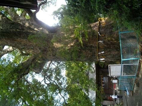 7 27 望南山荘ぼうなんさんそう便り