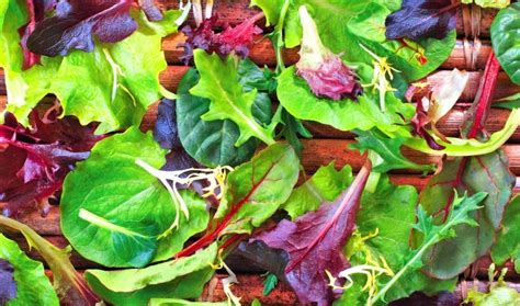 Lakërishtet E Egra Të Gjelbrat Shqiptare Plot Shëndet Agroweb