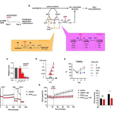 Inhibition Of Plp Dependent Enzymes Limits T Cell Activation And