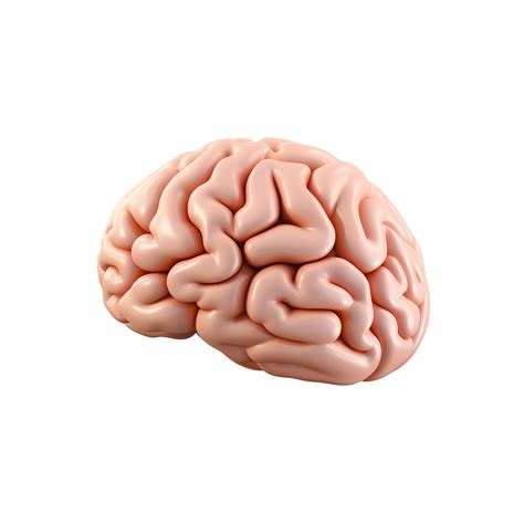 Human Brain Anatomy 3d Model Medical Illustration Science Learning 55131881 Png
