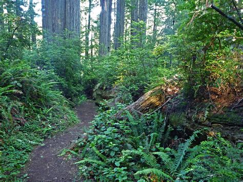 Thick Undergrowth Damnation Creek Trail Del Norte Coast Redwoods
