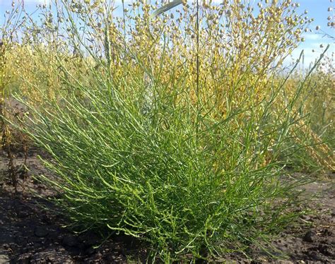 Что такое солянка холмовая? ⋆ Мамзелька: женские истории, отношения ...