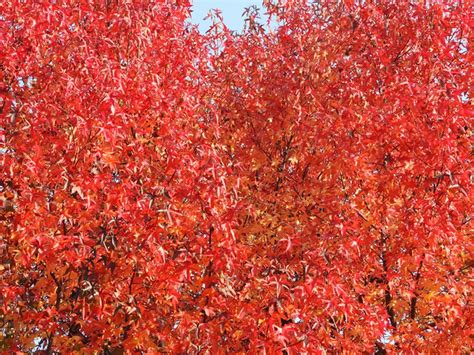 The Best Trees For Autumn Colours The Best Trees For Autumn Colours