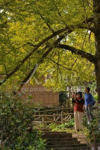 贵州盘州市妥乐村银杏叶子黄了 人民图片网