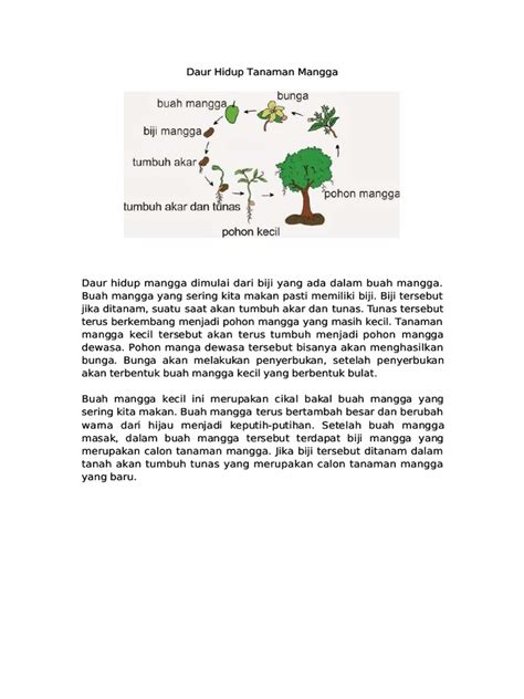 Qdoc Tips Daur Hidup Tanaman Mangga Pdf