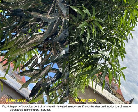 Successful Biological Control Of Mango Mealybug In Burundi Rwanda And Uganda