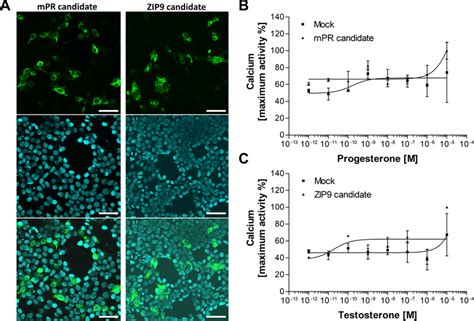 Confocal Microscopic Observation Of Immunostained Hek293 Cells Download Scientific Diagram