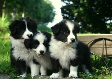 Чем и как кормить бордер колли рацион питания и кормления бордер колли натуральный корм