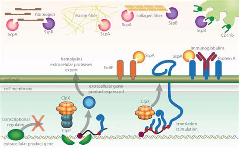 5 Proteolysis In S Aureus Virulence In The Cytosol Clpxp Stimulates Download Scientific