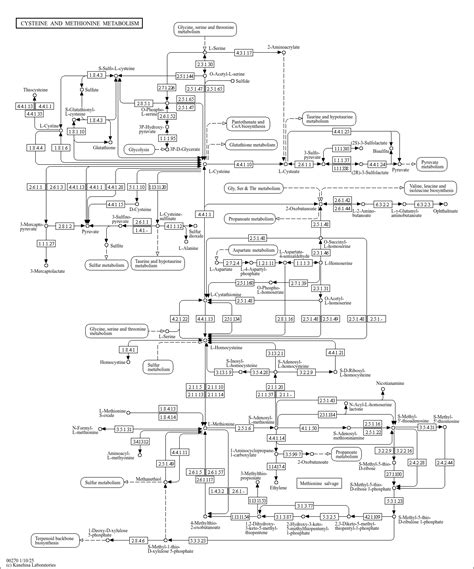 Kegg Pathway Cysteine And Methionine Metabolism Reference Pathway
