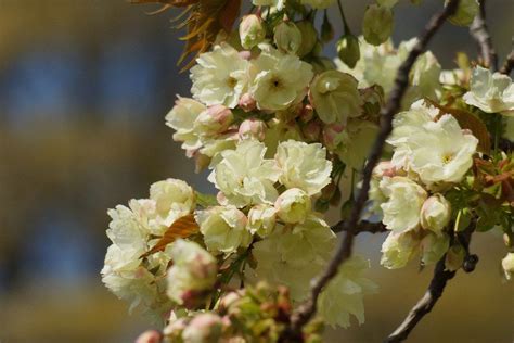 うこんざくら 鬱金桜 by Nobuhiro Suhara Blossoms Fruit Flowers Florals