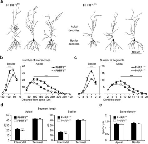Dendritic Architectures Of Ca1 Pyramidal Neurons A Examples Of