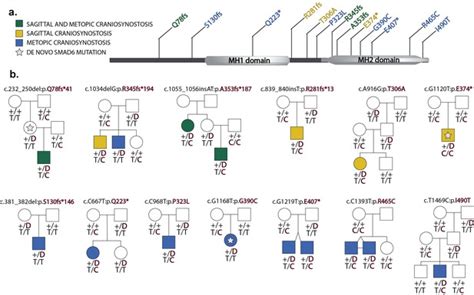Figures And Data In Two Locus Inheritance Of Non Syndromic Midline
