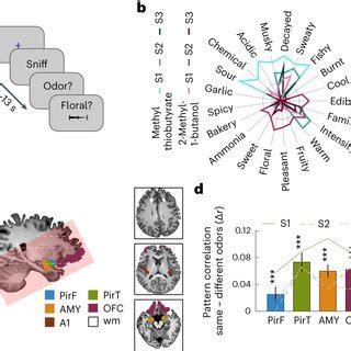 Neural Activity Patterns In Olfactory Brain Areas Represent Odor Download Scientific Diagram