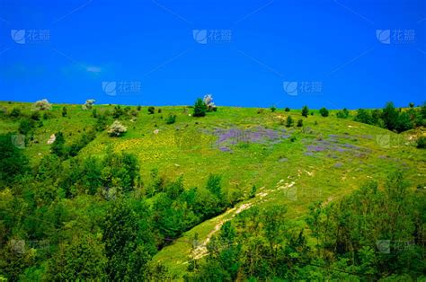 山上的风景在夏天有黄色和紫色的花