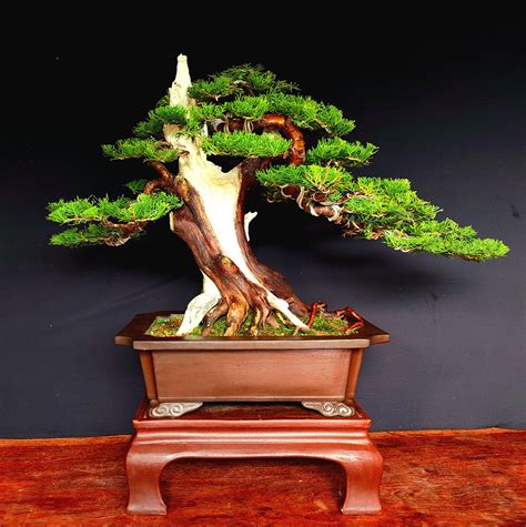 Cây trắc bách diệp bonsai đủ các dáng thế giá bán ý nghĩa cách chăm sóc