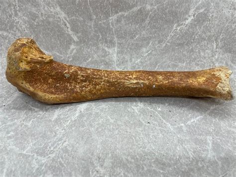 Cave Bear Tibia