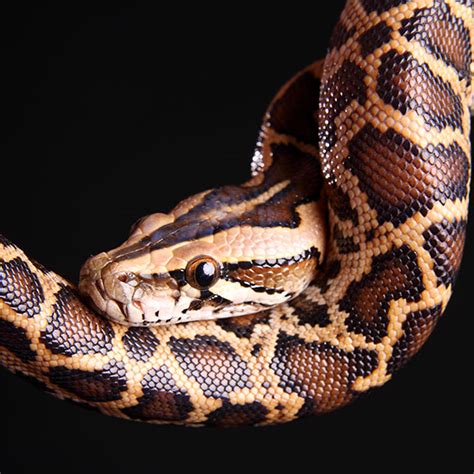 Home Invasive Species Working Group