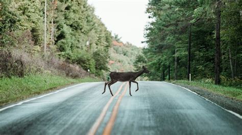 Wildlife Detection Navtech Radar