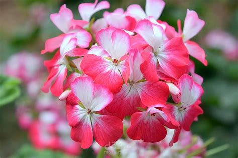 تصميم الفوتشوب و عمل الصور و الشعارات و كتابة النصوص بعد سماعها مستقل