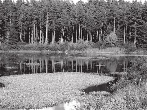 Part Of A Pond System Where Trahemys Scripta Elegans Was Observed In