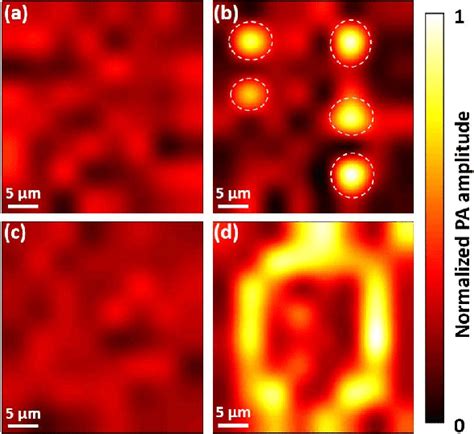 Demonstration Of Spatial Fourier Encoding Method In Biological Targets Download Scientific