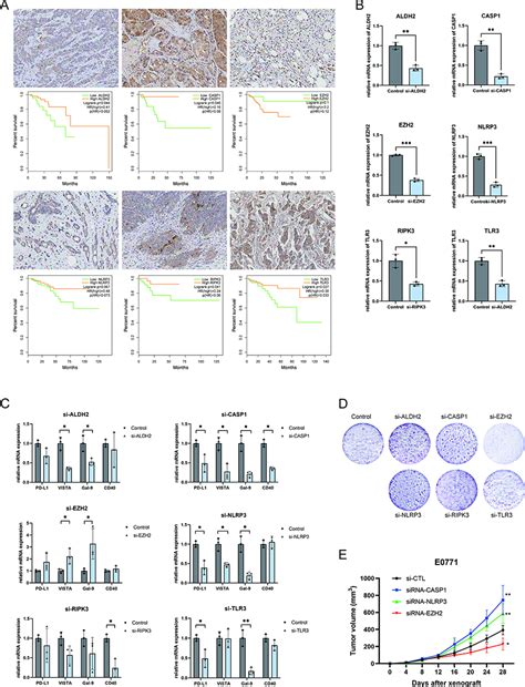 Necroptosis Related Prognostic Model In Tumor Recurrence Jir