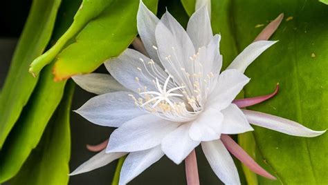 Kadupul Epiphyllum Oxypetalum Guia Completo De Cultivo Da Flor