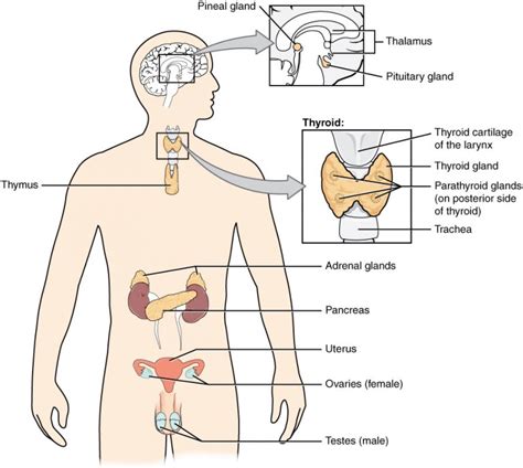 The Endocrine System — Hormones Its A Natural Universe