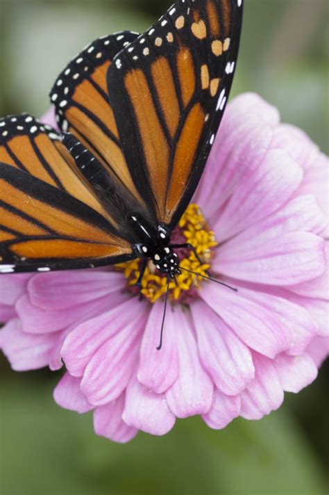 Zinnias Save The Day Flower Magazine