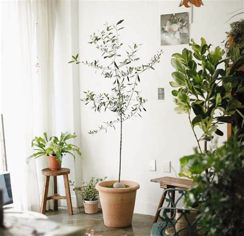 Class101 식물의 싱그러움을 일상으로 내 방에서 시작하는 식물 생활 『홈 가드닝 클래스』