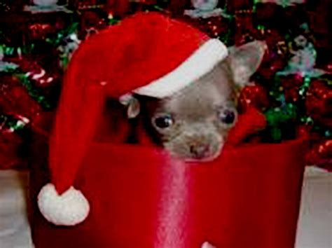 🔥 [50 ] Mon Chi Chi Wallpapers Wallpapersafari