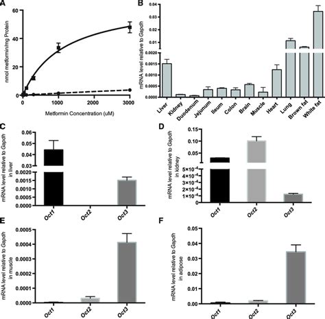 Characterization Of The Kinetics And Tissue Levels Of Mouse Oct3 A