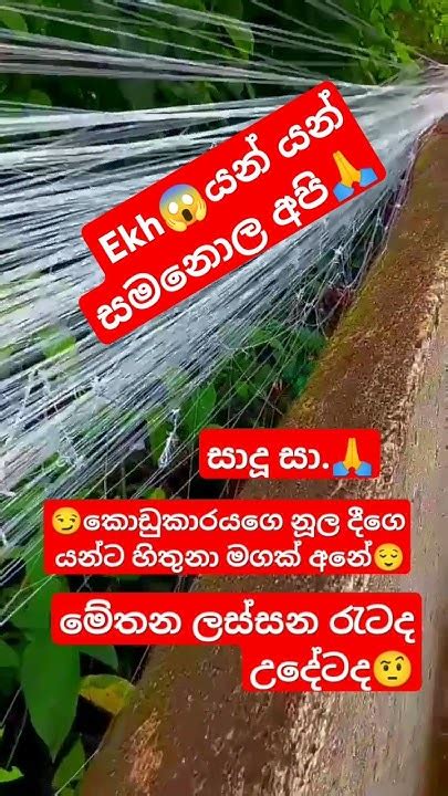 🥺පෙක්ෂාකාගරය ව්තරක් උරුම උන අපි😭ජිව්තේ එකම එක පාරක් හමුවන අනිත් හැම දවසක ඒ දවසට මතක පමණයි🇱🇰