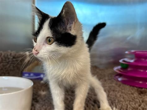 Gumby Kitten With Back Leg Deformities Needs A New Home