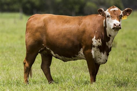 U S Cattle Inventory Report Newsletters