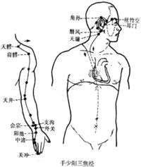 手少阳三焦经 A医学百科