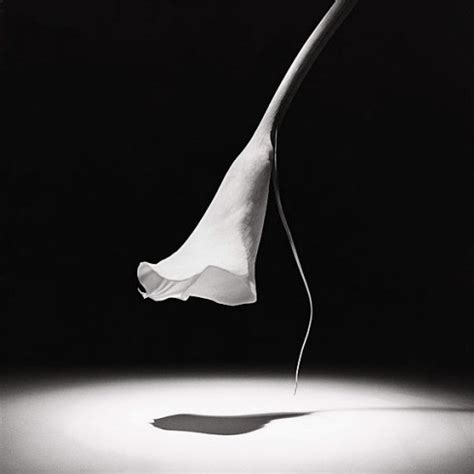 Controversial Subjects In Search Of Beauty By Robert Mapplethorpe