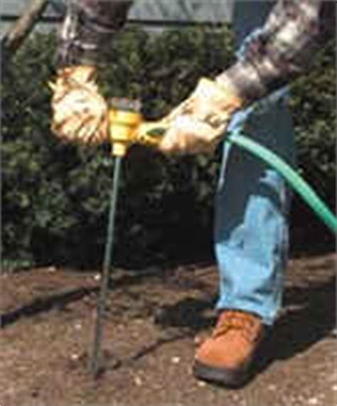 Maple Tree Health Keep That New Maple Tree Healthy And Growing Fast