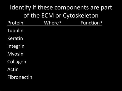PPT ECM Cytoskeleton Junctions PowerPoint Presentation Free Download ID 2724071