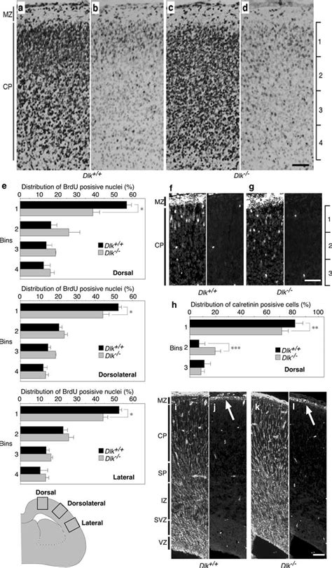 Radial Migration In The Neocortical Region Is Affected By Disruption Of Download Scientific