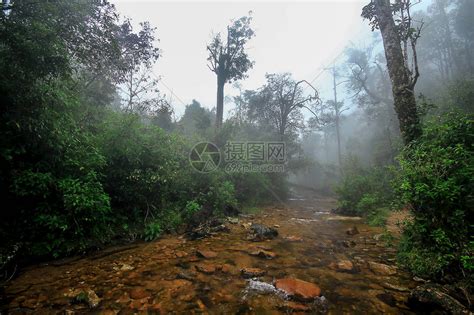 雨季的森林高清图片下载 正版图片505239474 摄图网