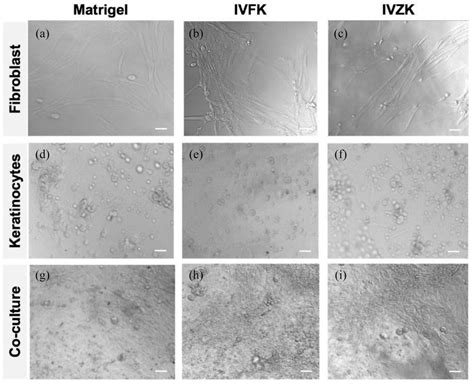 Bright Field Images Evidencing The Enhancement Of Keratinocyte Download Scientific Diagram