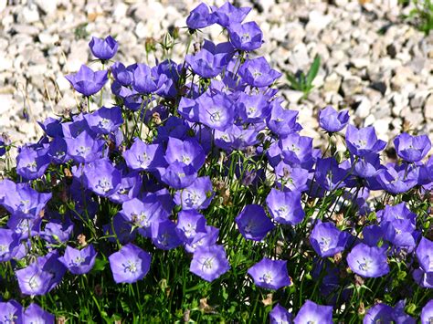 Колокольчики Садовые Сорта Фото — Картинки фотографии