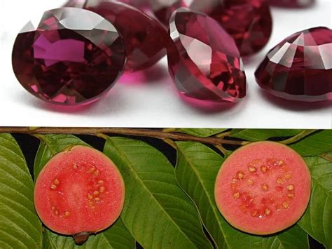 Ổi Ruby Là Gì Có điểm Gì Khác So Với ổi Truyền Thống