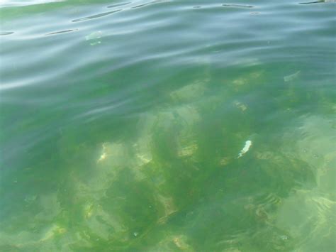 Красиви риби кораби и много боклуци в Черно море Грамофона новини от Бургас България и света