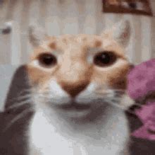 Catstare Sticker Catstare Discover And Share S