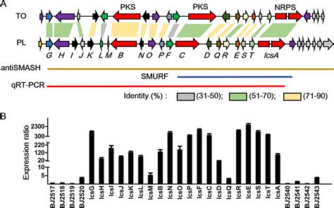 The Boundary Of The Lcs Cluster In P Lilacinum With Its Homologues In